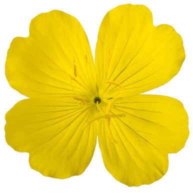 Evening Promise Oil 30ml – The Herbal Remedies